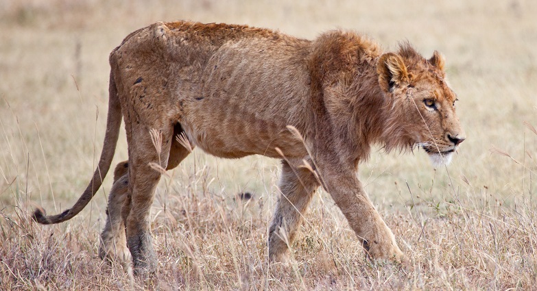Wychudzony lew w zoo słania się na łapach. Widok zwierzęcia wyciska łzy ...