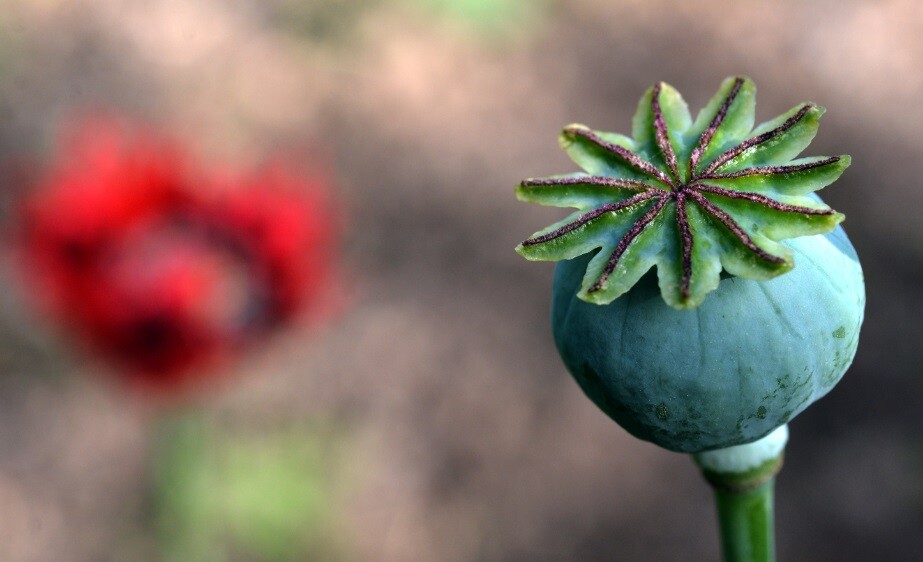 Dzikie papugi atakują pola makowe. Wszystko przez uzależnienie od opium ...
